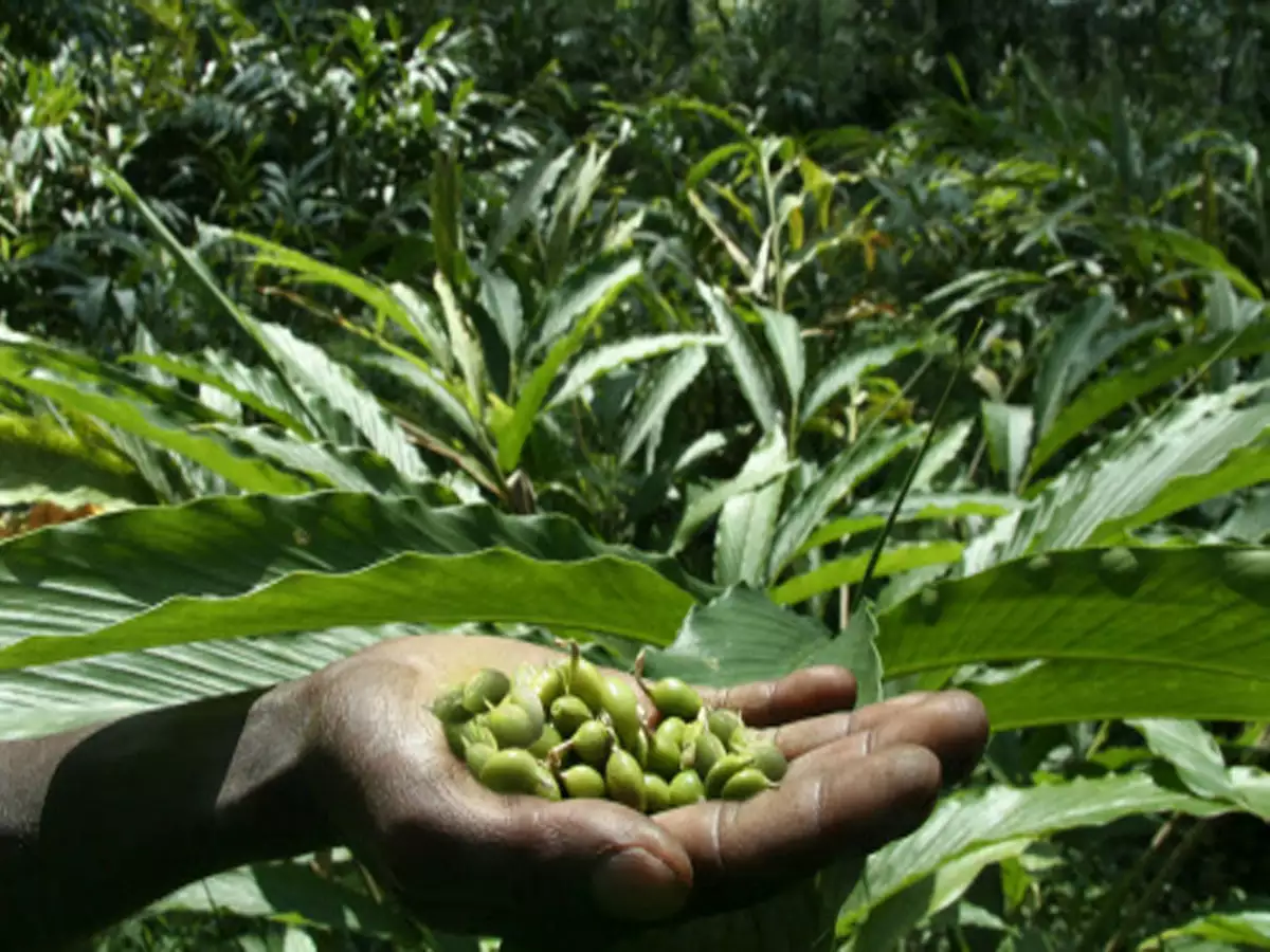 Major cardamom (large) producing states in India - production and area ...