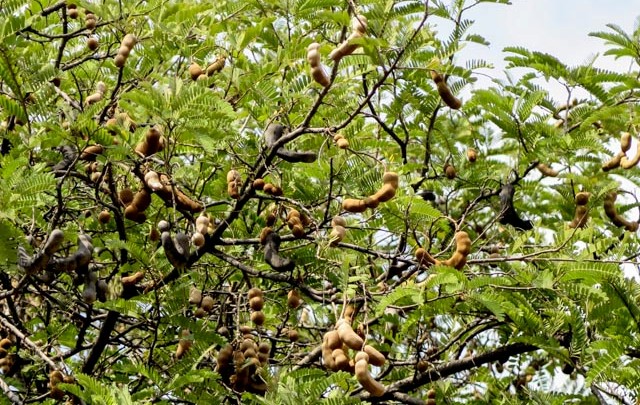 Major tamarind producing states in India - production and area under ...